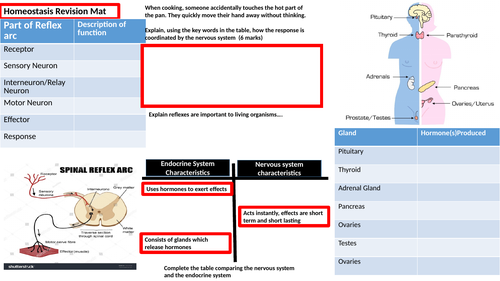 B4.5 AQA HOMEOSTASIS REVISION MATS | Teaching Resources