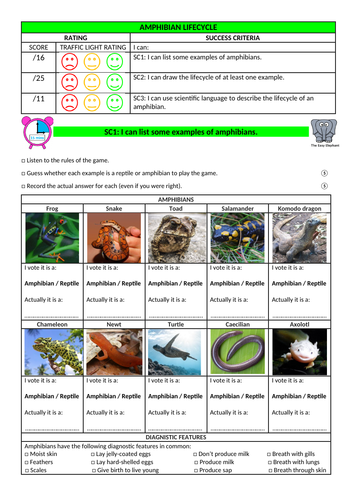 Life cycle of an Amphibian (frog) | Teaching Resources