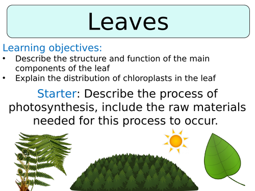 KS3 ~ Year 8 ~ Leaves | Teaching Resources
