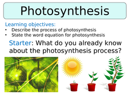 KS3 ~ Year 8 ~ Photosynthesis | Teaching Resources