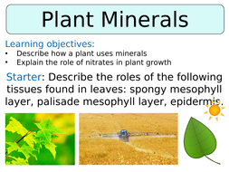 KS3 ~ Year 8 ~ Plant Minerals | Teaching Resources
