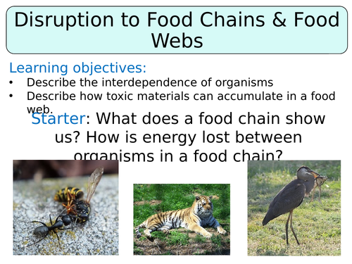 KS3 ~ Year 8 ~ Disruption to Food Chains & Webs | Teaching Resources