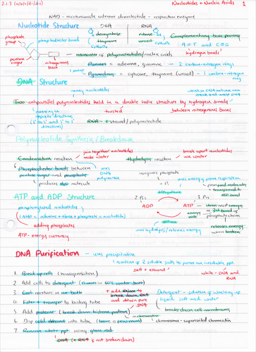 OCR A Level Biology Nucleic Acids Revision Poster | Teaching Resources