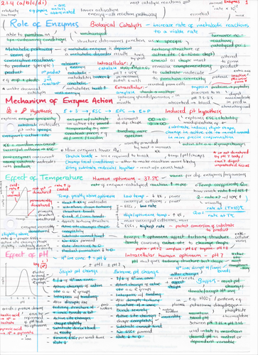 OCR A Level Biology Enzymes Revision Poster | Teaching Resources