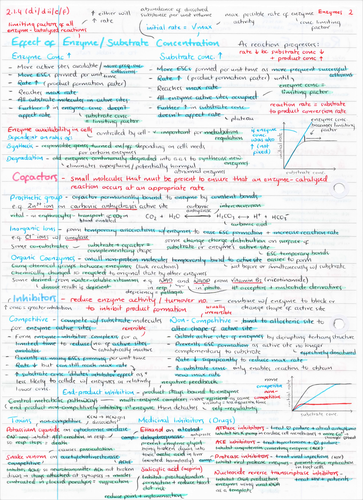 OCR A Level Biology Enzymes Revision Poster | Teaching Resources