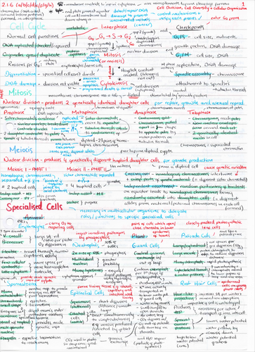 OCR A Level Biology Cell Division Revision Poster | Teaching Resources