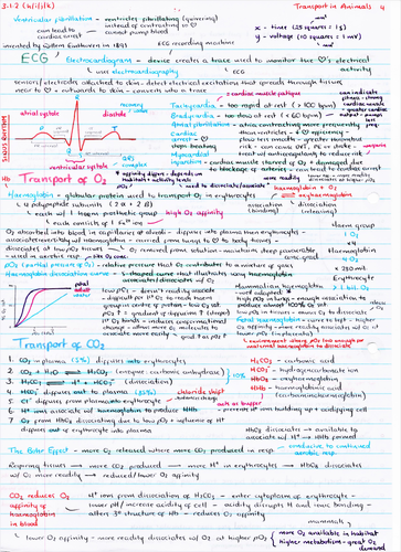 OCR A Level Biology Transport in Animals Revision Poster | Teaching ...
