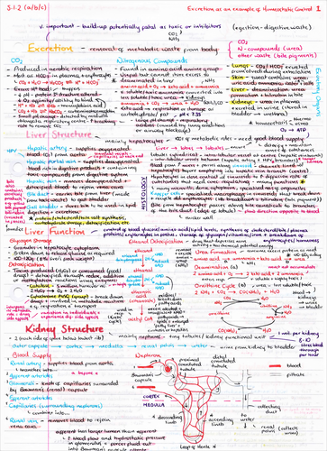 OCR A Level Biology Excretion Revision Poster | Teaching Resources OCR A Level Biology Excretion Revision Poster | Teaching Resources