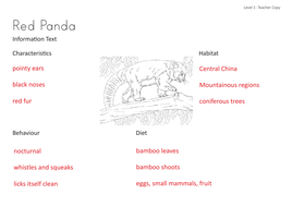Red Panda Information Text | Teaching Resources