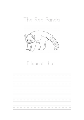 Red Panda Information Text | Teaching Resources