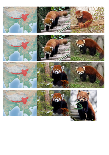 Red Panda Information Text | Teaching Resources