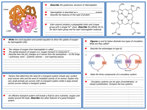 Transport of oxygen by Haemoglobin A-Level worksheet, exam qs & answers ...