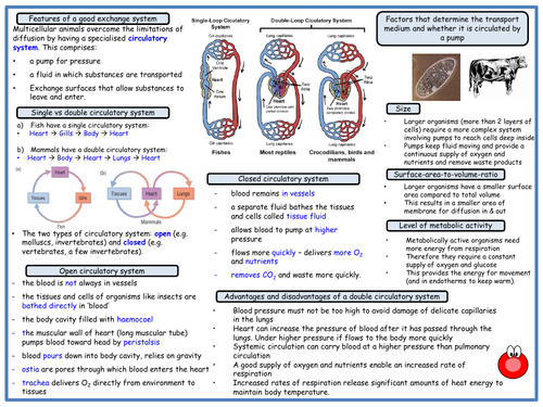 Transport of oxygen by Haemoglobin A-Level worksheet, exam qs & answers ...