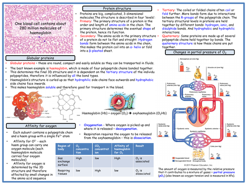 Transport of oxygen by Haemoglobin A-Level worksheet, exam qs & answers ...