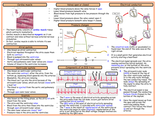 Cardiac cycle A-Level worksheet, exam qs & answers | Teaching Resources