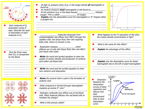 Transport of Oxygen & Carbon dioxide A-level worksheet, exam qs ...