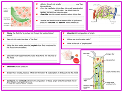 Tissue fluid, lymph A-level worksheet, exam qs & answers | Teaching ...