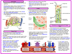 Tissue fluid, lymph A-level worksheet, exam qs & answers | Teaching ...