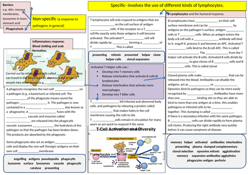 AS/A Level Non-specific and specific defences against pathogens ...