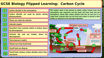 KS4 AQA GCSE Biology (Science) Carbon Cycle Lesson | Teaching Resources