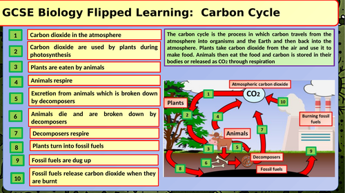 KS4 AQA GCSE Biology (Science) Carbon Cycle Lesson | Teaching Resources