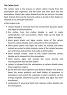 KS4 AQA GCSE Biology (Science) Carbon Cycle Lesson | Teaching Resources