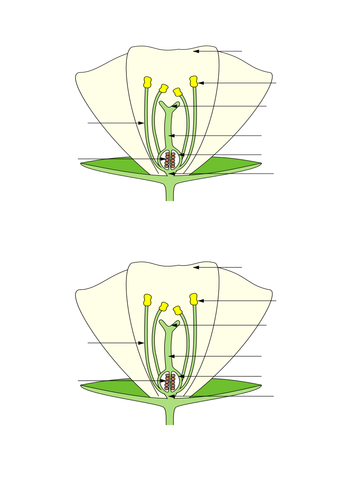 Structure of a flower lesson | Teaching Resources