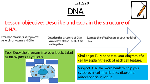 The Structure of DNA | Teaching Resources