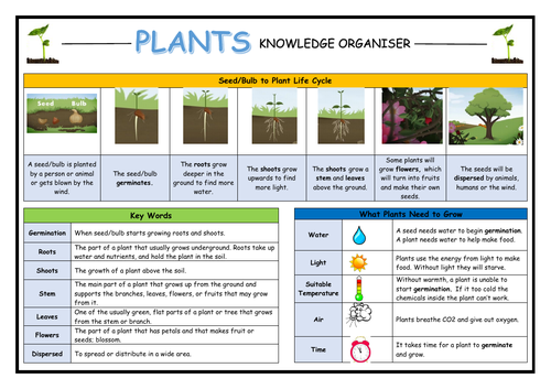 Year 2 Plants Knowledge Organiser! | Teaching Resources