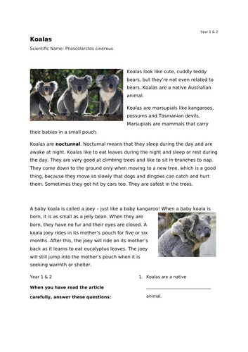 Koalas Reading Comprehension and Response Activities | Teaching Resources