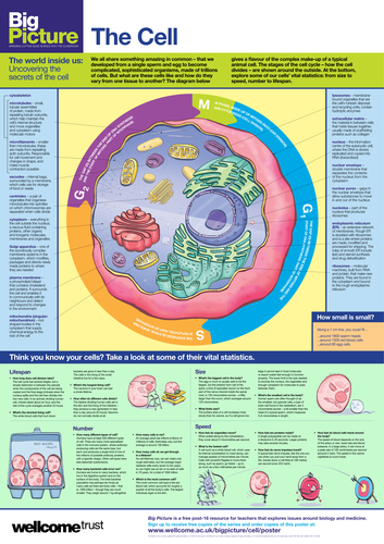 CIE Biology AS Cell structure lessons | Teaching Resources