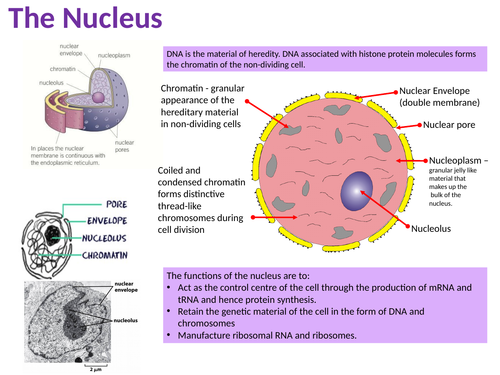 CIE Biology AS Cell structure lessons | Teaching Resources