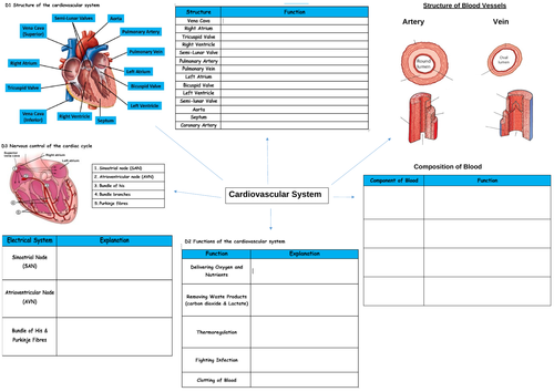 BTEC: Level 3 sport, Unit 1: A&P Revision spider diagrams | Teaching Resources