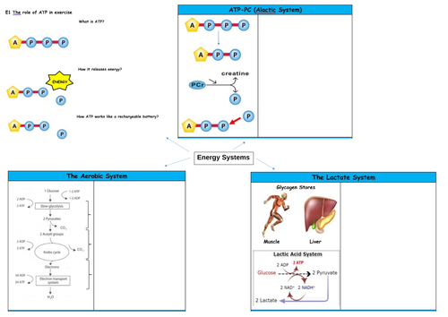 BTEC: Level 3 sport, Unit 1: A&P Revision spider diagrams | Teaching Resources