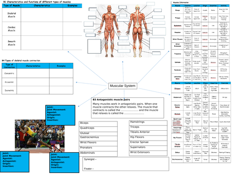 BTEC: Level 3 sport, Unit 1: A&P Revision spider diagrams | Teaching Resources