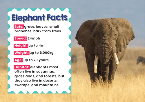 Zoo Animal KS1 Fact Posters – Writing Inspiration | Teaching Resources