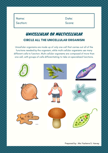 Uni cellular vs Multi cellular Organisms Worksheet for Beginners | Teaching Resources