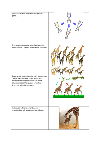 Card sort natural selection | Teaching Resources