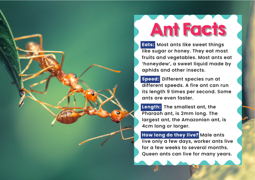 KS1 Minibeast Fact Posters - Writing Inspiration | Teaching Resources