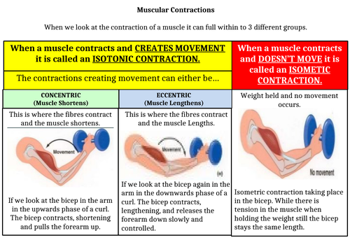 Muscle contraction poster | Teaching Resources