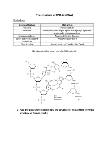 Structure of RNA (AQA A-level Biology) | Teaching Resources