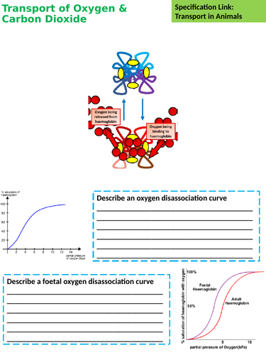 A Level Biology Transport of Oxygen & Carbon Dioxide Lesson | Teaching ...
