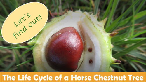 Horse Chestnut Tree Life Cycle for Y1 Lesson Resource pack + PowerPoint ...