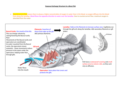 Gaseous Exchange in a Bony Fish | Teaching Resources