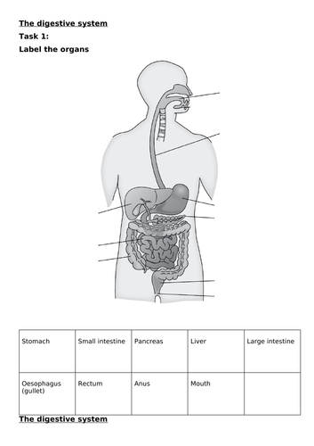 KS3 SEN-friendly Digestion powerpoint and worksheet | Teaching Resources