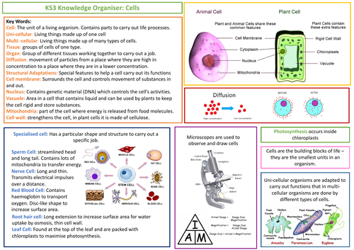 Bacterial Cells Knowledge Organiser Teaching Resource - vrogue.co Bacterial Cells Knowledge Organiser Teaching Resource - vrogue.co