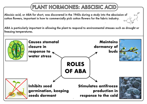 A Level Biology: Plant Responses (Plant Hormones) | Teaching Resources