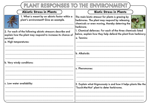 A Level Biology: Plant Responses (Plant Hormones) | Teaching Resources