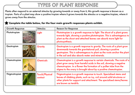 A Level Biology: Plant Responses (Plant Hormones) | Teaching Resources