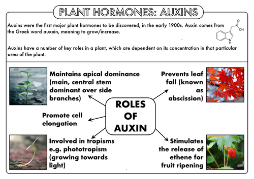 A Level Biology: Plant Responses (Plant Hormones) | Teaching Resources